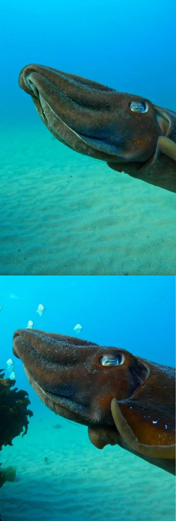 갑오징어와 눈마주친 다이버 - 에누리 쇼핑지식 자유게시판